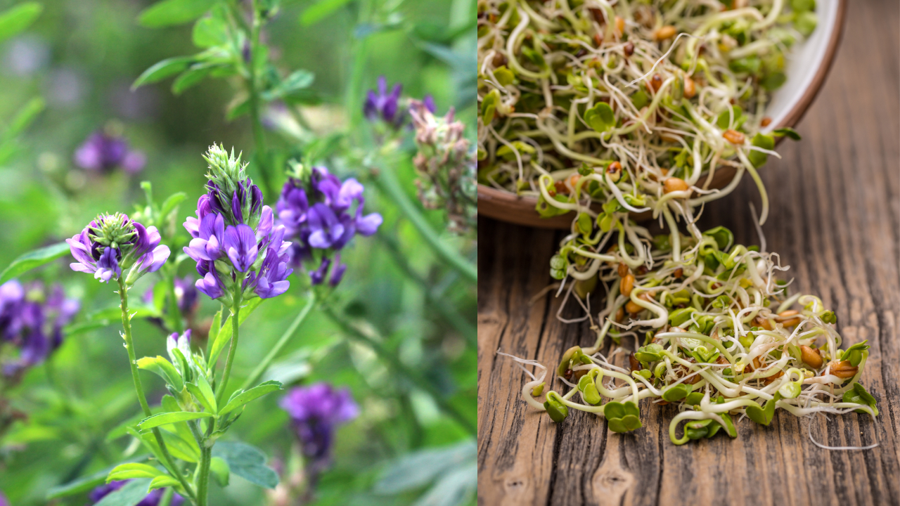 Lucerna siata – zložky, účinky, spôsoby využitia a pestovanie ...