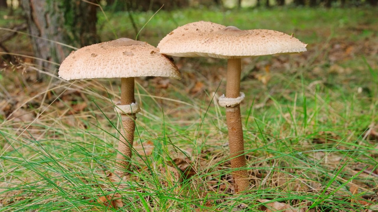 Recepty z bedle vysokej - TOP tipy na prípravu a spracovanie ...