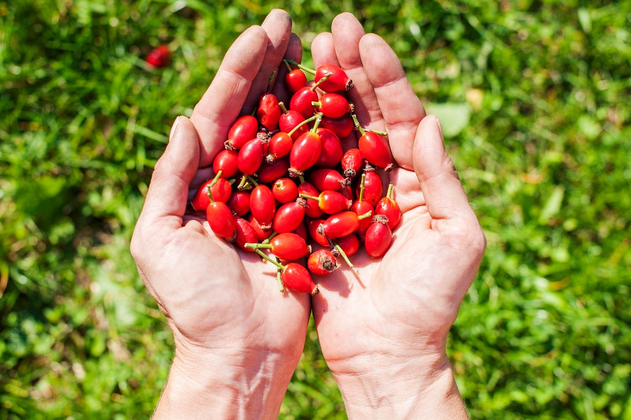 Šípky – 12 geniálnych receptov, ktoré musíte túto jeseň vyskúšať ...